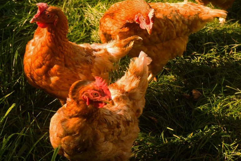 Working in a Hen House – FEMININE COLLECTIVE