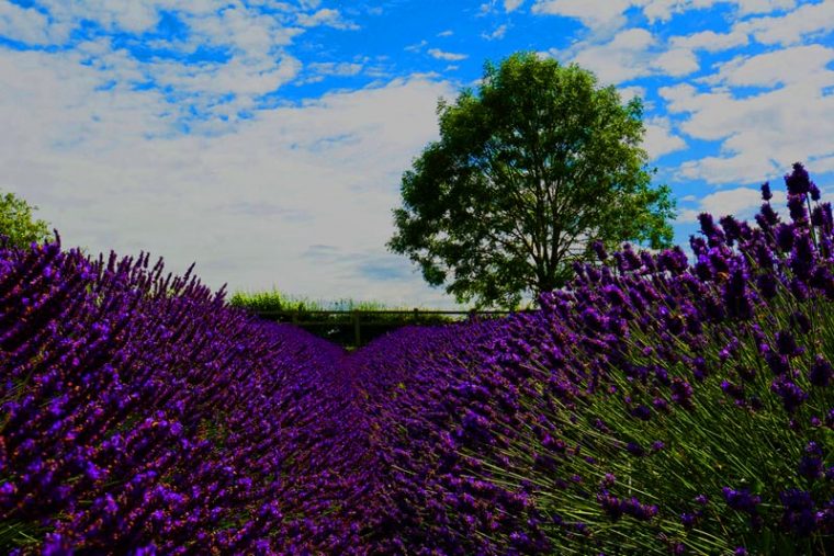 Becoming Violet – FEMININE COLLECTIVE
