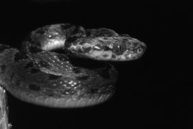 Serpent – FEMININE COLLECTIVE